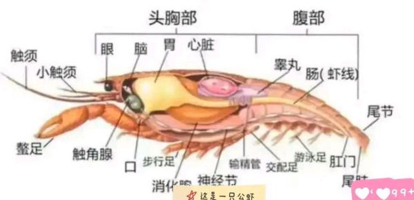 龙虾头可以吃吗_龙虾头哪些部位能吃-第2张图片-山城妙识 龙虾头可以吃吗_龙虾头哪些部位能吃-第2张图片-山城妙识