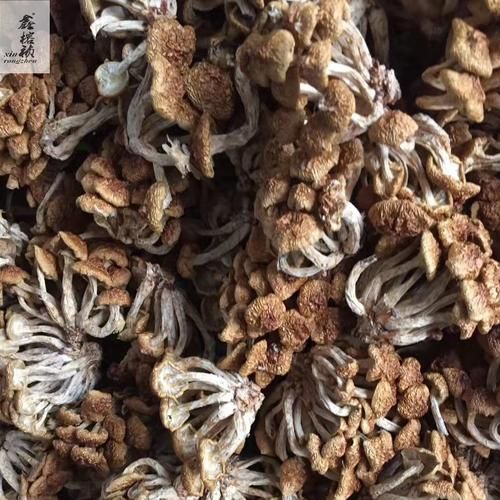 干滑子菇泡多长时间_干滑子菇怎么泡发才干净-第3张图片-山城妙识 干滑子菇泡多长时间_干滑子菇怎么泡发才干净-第3张图片-山城妙识