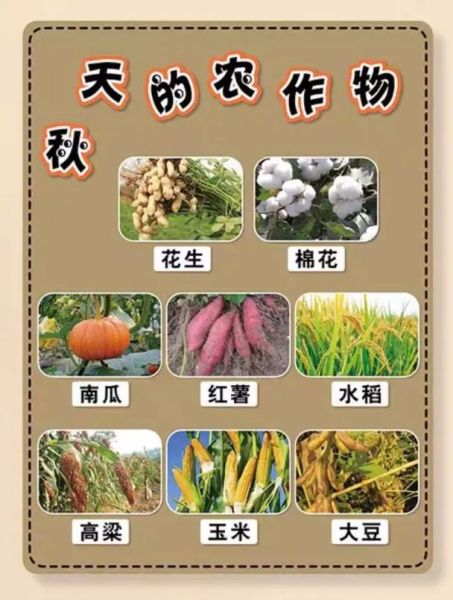 秋天成熟的农作物有哪些_秋天主要农作物收获时间表-第3张图片-山城妙识 秋天成熟的农作物有哪些_秋天主要农作物收获时间表-第3张图片-山城妙识