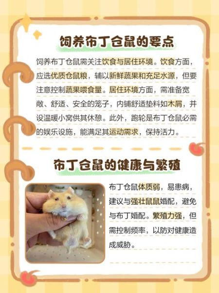 布丁仓鼠怎么养才亲近你_布丁仓鼠多久认主人-第1张图片-山城妙识 布丁仓鼠怎么养才亲近你_布丁仓鼠多久认主人-第1张图片-山城妙识