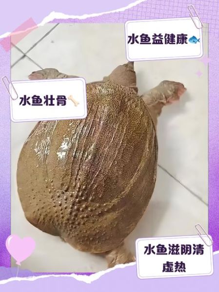 水鱼的功效与作用_水鱼怎么吃最补-第1张图片-山城妙识 水鱼的功效与作用_水鱼怎么吃最补-第1张图片-山城妙识