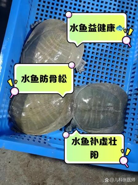 水鱼的功效与作用_水鱼怎么吃最补-第3张图片-山城妙识 水鱼的功效与作用_水鱼怎么吃最补-第3张图片-山城妙识