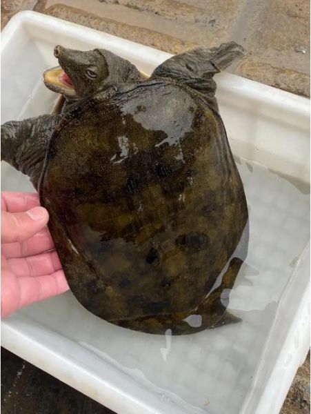 水鱼的功效与作用_水鱼怎么吃最补-第2张图片-山城妙识 水鱼的功效与作用_水鱼怎么吃最补-第2张图片-山城妙识