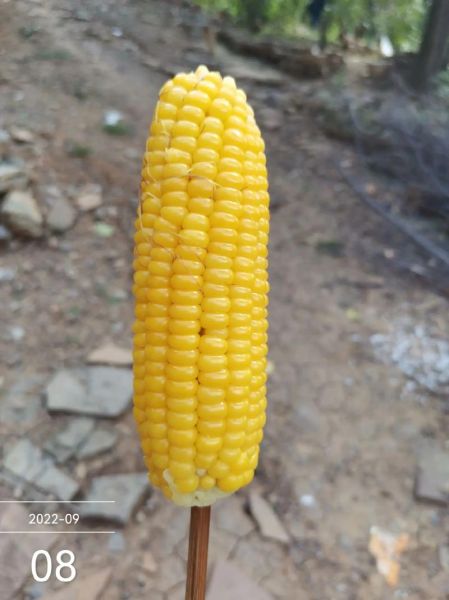 玉米炒葡萄暗号是什么_玉米炒葡萄暗号怎么用-第1张图片-山城妙识 玉米炒葡萄暗号是什么_玉米炒葡萄暗号怎么用-第1张图片-山城妙识