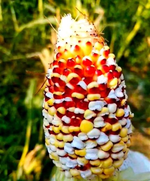 玉米炒葡萄暗号是什么_玉米炒葡萄暗号怎么用-第3张图片-山城妙识 玉米炒葡萄暗号是什么_玉米炒葡萄暗号怎么用-第3张图片-山城妙识