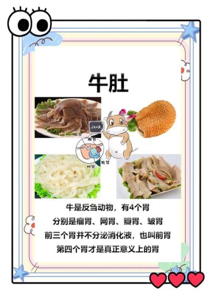 牛肚和毛肚的区别_毛肚和牛肚哪个更好吃-第3张图片-山城妙识 牛肚和毛肚的区别_毛肚和牛肚哪个更好吃-第3张图片-山城妙识