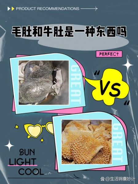 牛肚和毛肚的区别_毛肚和牛肚哪个更好吃-第2张图片-山城妙识 牛肚和毛肚的区别_毛肚和牛肚哪个更好吃-第2张图片-山城妙识