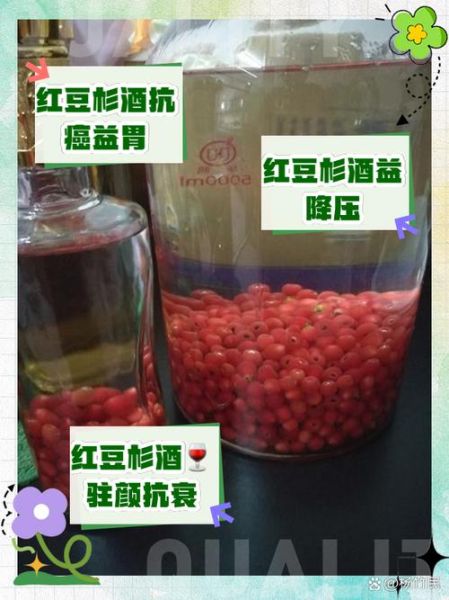 红豆沙树泡酒的功效与作用_红豆沙树泡酒怎么泡-第1张图片-山城妙识 红豆沙树泡酒的功效与作用_红豆沙树泡酒怎么泡-第1张图片-山城妙识