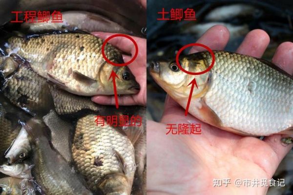 野生鲫鱼图片怎么分辨_野生鲫鱼和养殖的区别-第2张图片-山城妙识