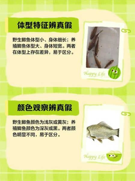 野生鲫鱼图片怎么分辨_野生鲫鱼和养殖的区别-第1张图片-山城妙识