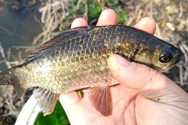 野生鲫鱼图片怎么分辨_野生鲫鱼和养殖的区别-第3张图片-山城妙识