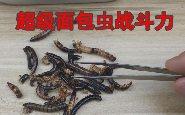 面包虫图片_如何区分面包虫与大麦虫-第3张图片-山城妙识 面包虫图片_如何区分面包虫与大麦虫-第3张图片-山城妙识