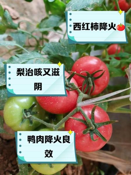 清热解毒的水果有哪些_哪些蔬菜降火效果最好-第1张图片-山城妙识