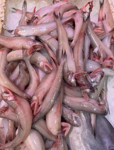 龙头鱼为什么那么便宜_龙头鱼多少钱一斤-第1张图片-山城妙识 龙头鱼为什么那么便宜_龙头鱼多少钱一斤-第1张图片-山城妙识