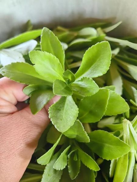 救心菜怎么吃最好_救心菜的做法大全-第3张图片-山城妙识 救心菜怎么吃最好_救心菜的做法大全-第3张图片-山城妙识