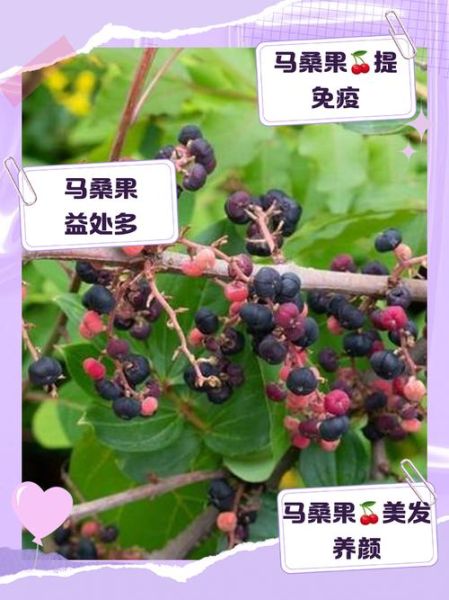 马桑果图片_马桑果有毒吗-第3张图片-山城妙识 马桑果图片_马桑果有毒吗-第3张图片-山城妙识