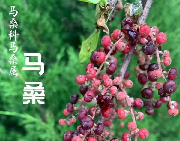马桑果图片_马桑果有毒吗-第1张图片-山城妙识 马桑果图片_马桑果有毒吗-第1张图片-山城妙识