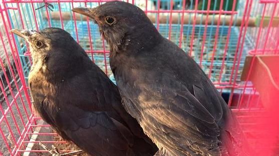 乌鸫鸟值钱不_乌鸫鸟价格行情-第3张图片-山城妙识 乌鸫鸟值钱不_乌鸫鸟价格行情-第3张图片-山城妙识