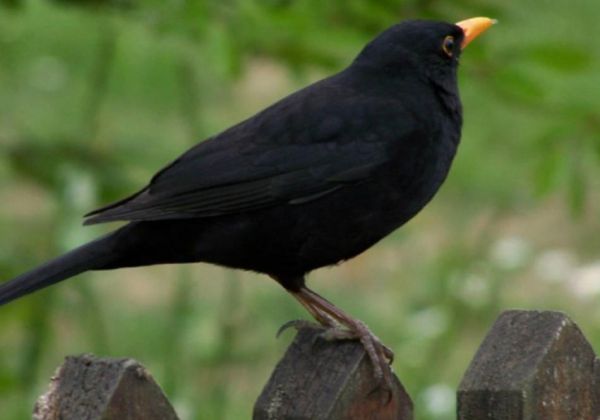 乌鸫鸟值钱不_乌鸫鸟价格行情-第2张图片-山城妙识 乌鸫鸟值钱不_乌鸫鸟价格行情-第2张图片-山城妙识