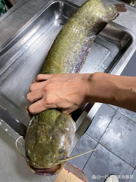 鲶鱼图片_鲶鱼种类有哪些-第2张图片-山城妙识 鲶鱼图片_鲶鱼种类有哪些-第2张图片-山城妙识