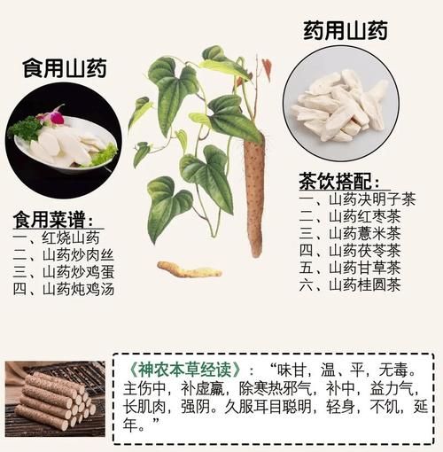 铁棍山药禁忌人群_哪些人不能吃铁棍山药-第1张图片-山城妙识 铁棍山药禁忌人群_哪些人不能吃铁棍山药-第1张图片-山城妙识