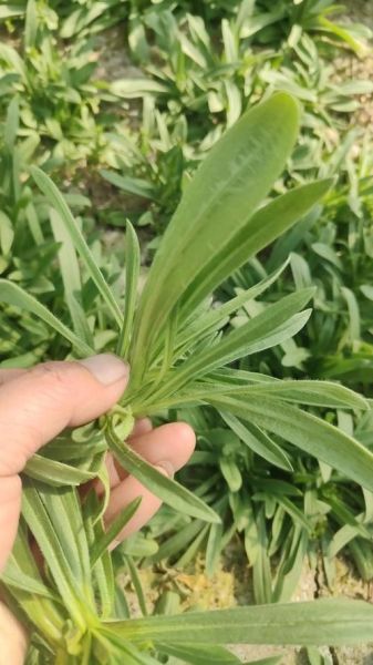 面条菜长什么样子_面条菜生长环境-第2张图片-山城妙识