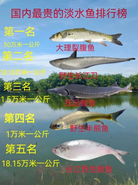 长江鱼类大全有哪些_如何区分珍稀与常见-第3张图片-山城妙识 长江鱼类大全有哪些_如何区分珍稀与常见-第3张图片-山城妙识