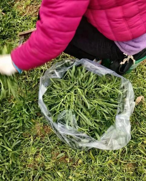 面条菜长什么样子_面条菜生长环境-第3张图片-山城妙识