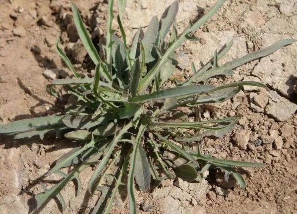 苦麻子菜的功效与作用_苦麻子菜怎么吃-第3张图片-山城妙识 苦麻子菜的功效与作用_苦麻子菜怎么吃-第3张图片-山城妙识