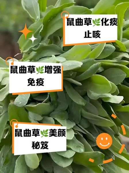 鼠曲草的功效与作用_鼠曲草什么人不能吃-第3张图片-山城妙识 鼠曲草的功效与作用_鼠曲草什么人不能吃-第3张图片-山城妙识