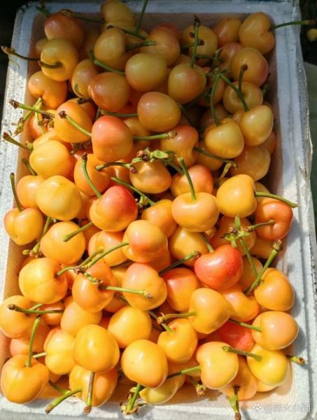黄樱桃怎么挑选_黄樱桃营养价值高吗-第3张图片-山城妙识 黄樱桃怎么挑选_黄樱桃营养价值高吗-第3张图片-山城妙识