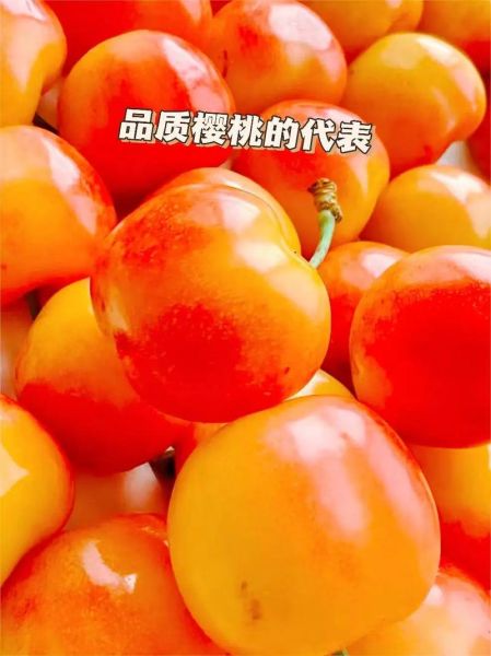 黄樱桃怎么挑选_黄樱桃营养价值高吗-第2张图片-山城妙识 黄樱桃怎么挑选_黄樱桃营养价值高吗-第2张图片-山城妙识