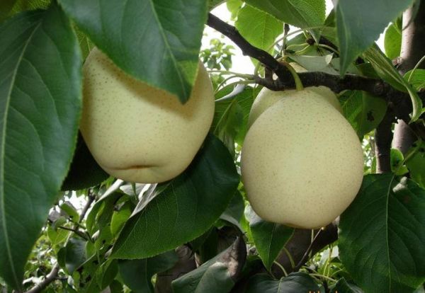 鸭梨和雪梨的区别_哪个更好吃-第2张图片-山城妙识 鸭梨和雪梨的区别_哪个更好吃-第2张图片-山城妙识