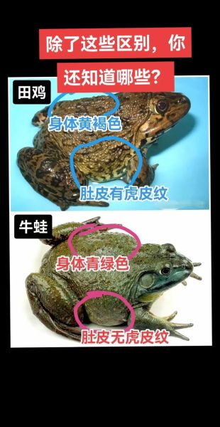 田鸡是癞蛤蟆吗_田鸡和癞蛤蟆的区别-第1张图片-山城妙识 田鸡是癞蛤蟆吗_田鸡和癞蛤蟆的区别-第1张图片-山城妙识