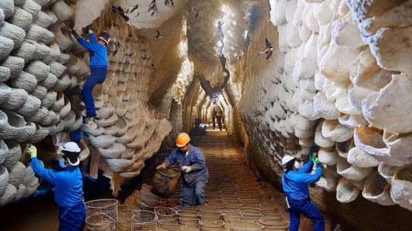 燕窝是怎么生产出来的_燕窝采摘后如何加工-第1张图片-山城妙识 燕窝是怎么生产出来的_燕窝采摘后如何加工-第1张图片-山城妙识