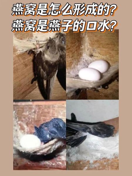 燕窝是怎么生产出来的_燕窝采摘后如何加工-第3张图片-山城妙识 燕窝是怎么生产出来的_燕窝采摘后如何加工-第3张图片-山城妙识