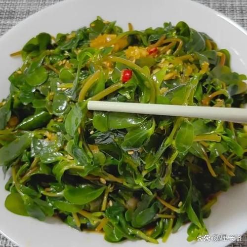 马齿苋怎么吃_灰灰菜有毒吗-第1张图片-山城妙识 马齿苋怎么吃_灰灰菜有毒吗-第1张图片-山城妙识