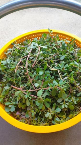 马齿苋怎么吃_灰灰菜有毒吗-第2张图片-山城妙识 马齿苋怎么吃_灰灰菜有毒吗-第2张图片-山城妙识