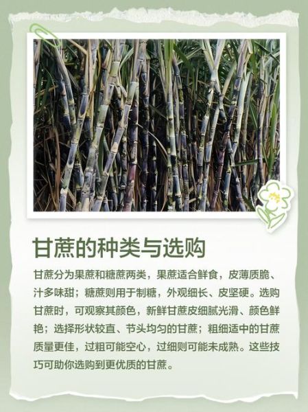 蔗糖拼音怎么读_蔗糖拼音正确写法-第1张图片-山城妙识 蔗糖拼音怎么读_蔗糖拼音正确写法-第1张图片-山城妙识