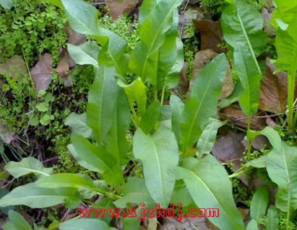 野生牛舌头长什么样_如何辨认野生牛舌头-第2张图片-山城妙识 野生牛舌头长什么样_如何辨认野生牛舌头-第2张图片-山城妙识