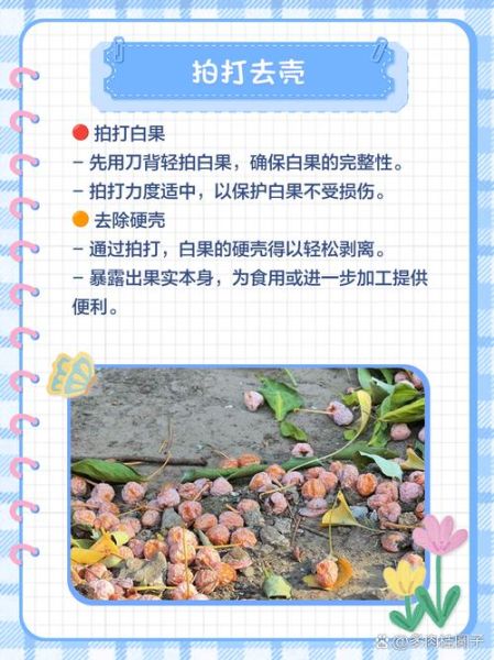 白果有毒吗_白果中毒症状-第3张图片-山城妙识 白果有毒吗_白果中毒症状-第3张图片-山城妙识