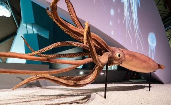 巨型乌贼图片_真实照片还是模型-第1张图片-山城妙识 巨型乌贼图片_真实照片还是模型-第1张图片-山城妙识