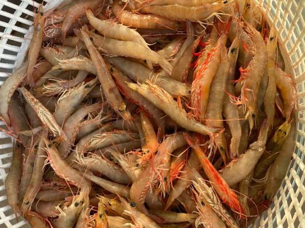 海虾品种大全_哪种海虾最好吃-第1张图片-山城妙识 海虾品种大全_哪种海虾最好吃-第1张图片-山城妙识