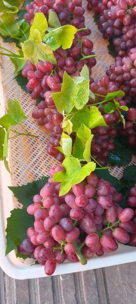 吃提子会胖吗_提子热量高吗-第1张图片-山城妙识 吃提子会胖吗_提子热量高吗-第1张图片-山城妙识