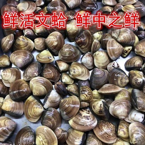 文蛤和花蛤哪个贵_价格差异大吗-第1张图片-山城妙识 文蛤和花蛤哪个贵_价格差异大吗-第1张图片-山城妙识