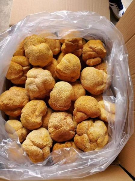 猴头菇价格多少钱一斤_鲜干猴头菇价格区别-第2张图片-山城妙识