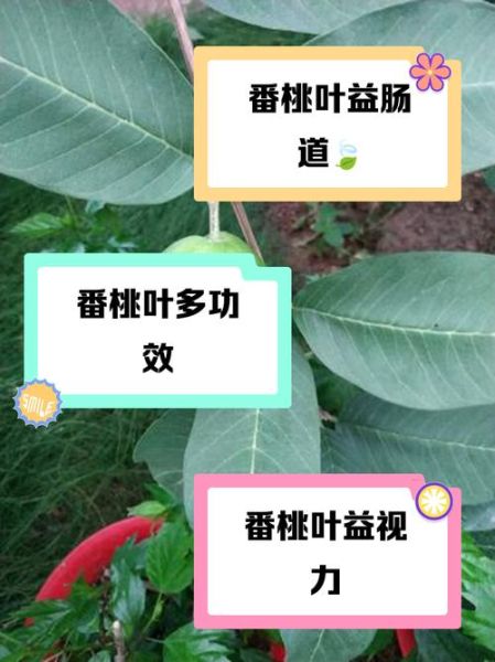 桃子叶的功效与作用_桃子叶能祛痘吗-第1张图片-山城妙识 桃子叶的功效与作用_桃子叶能祛痘吗-第1张图片-山城妙识