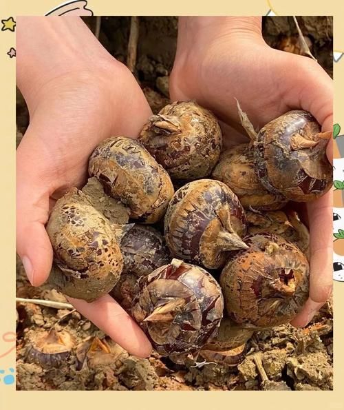 茡荠怎么念_茡荠的正确读音是什么-第3张图片-山城妙识 茡荠怎么念_茡荠的正确读音是什么-第3张图片-山城妙识