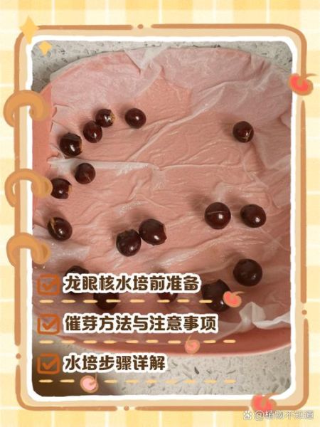 龙眼核煮水有什么功效_龙眼核煮水的正确方法-第2张图片-山城妙识 龙眼核煮水有什么功效_龙眼核煮水的正确方法-第2张图片-山城妙识