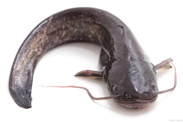 鲇鱼图片大全_鲇鱼长什么样-第1张图片-山城妙识 鲇鱼图片大全_鲇鱼长什么样-第1张图片-山城妙识